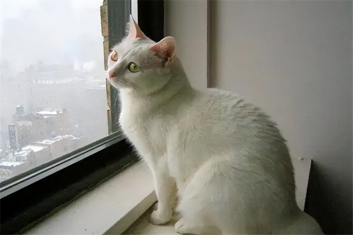 How to make sure the cat recognizes the owner? Make a purring sound ...