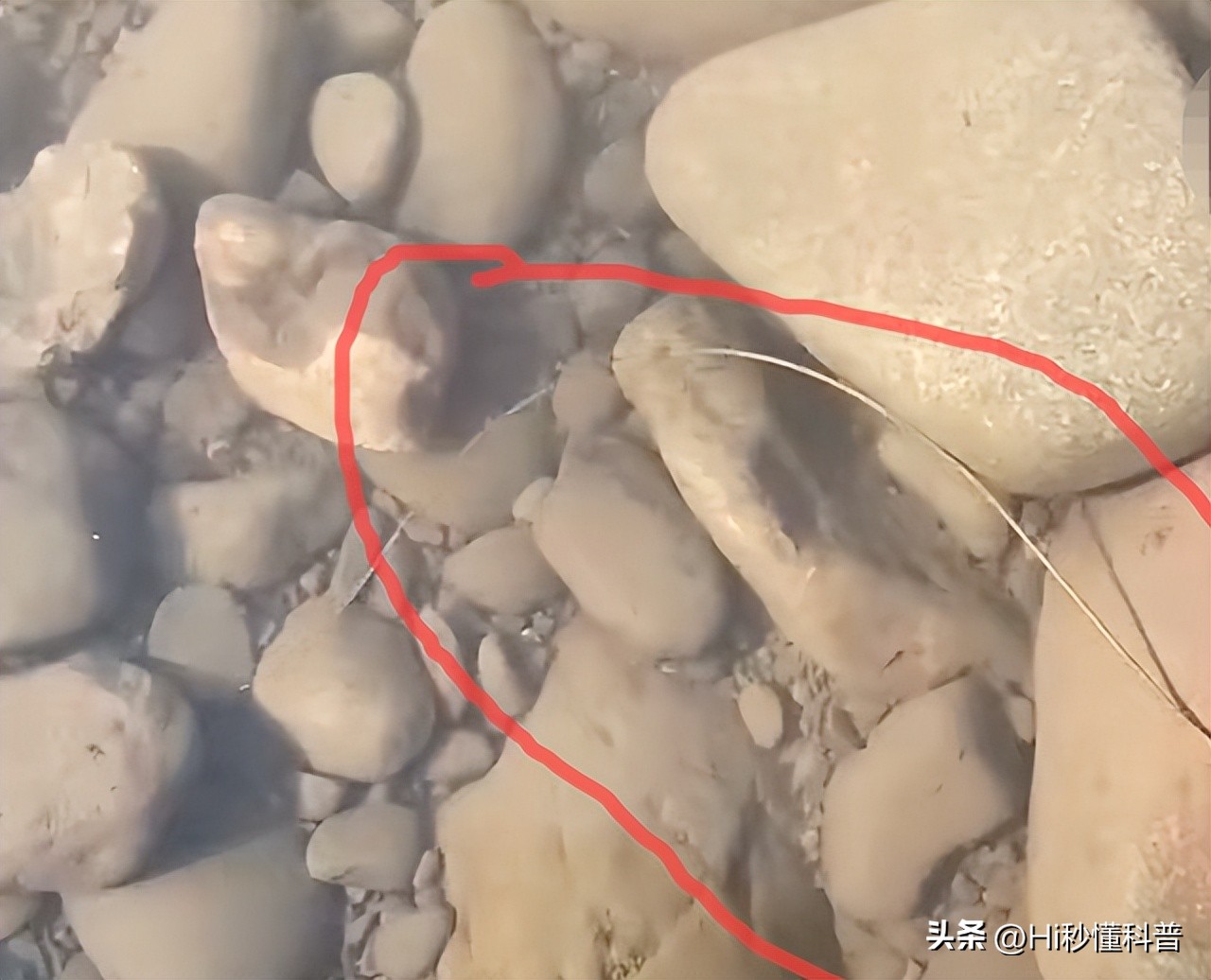 Dracunculiae suspected to appear in Sichuan, experts have refuted the ...