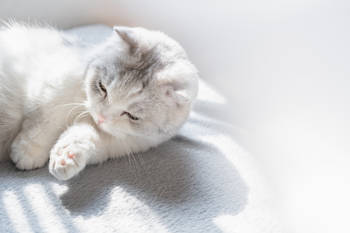 Big deal, nothing to do with cats - iNEWS