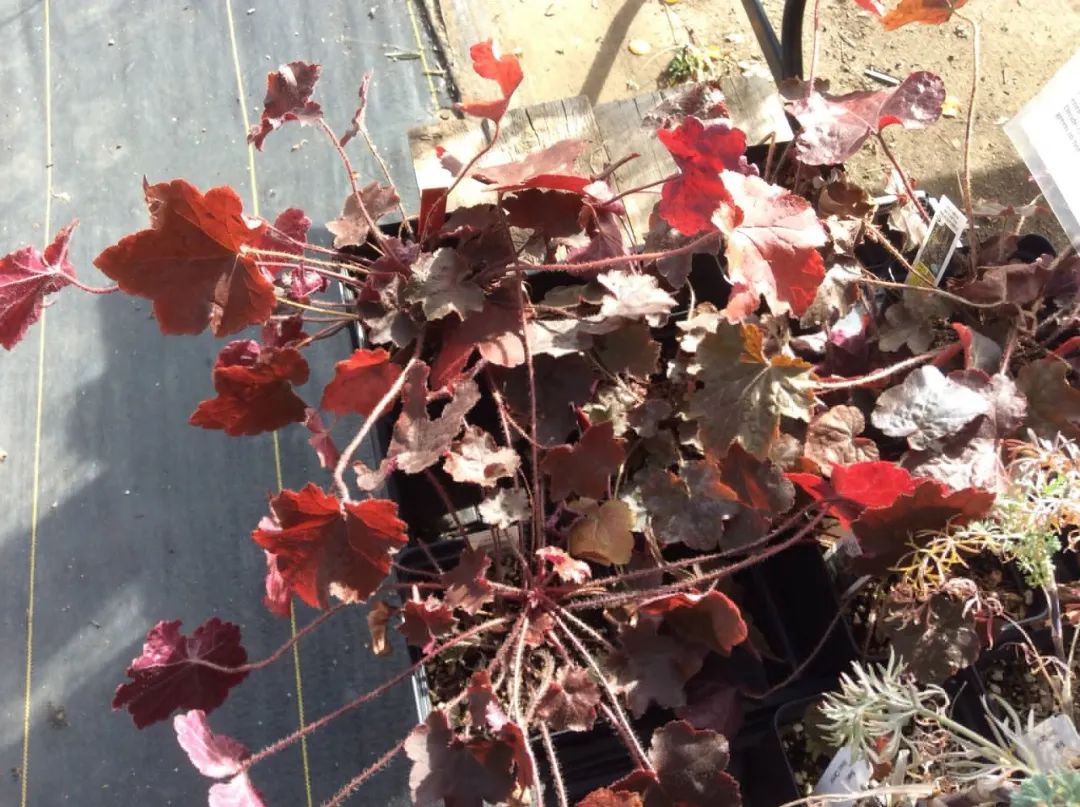 In winter, potted alum roots grow well when they are grown outdoors ...