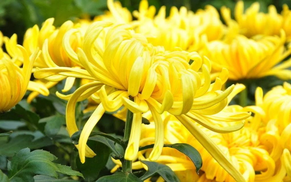 Chinese chrysanthemums are blooming everywhere: a gentleman in flowers ...