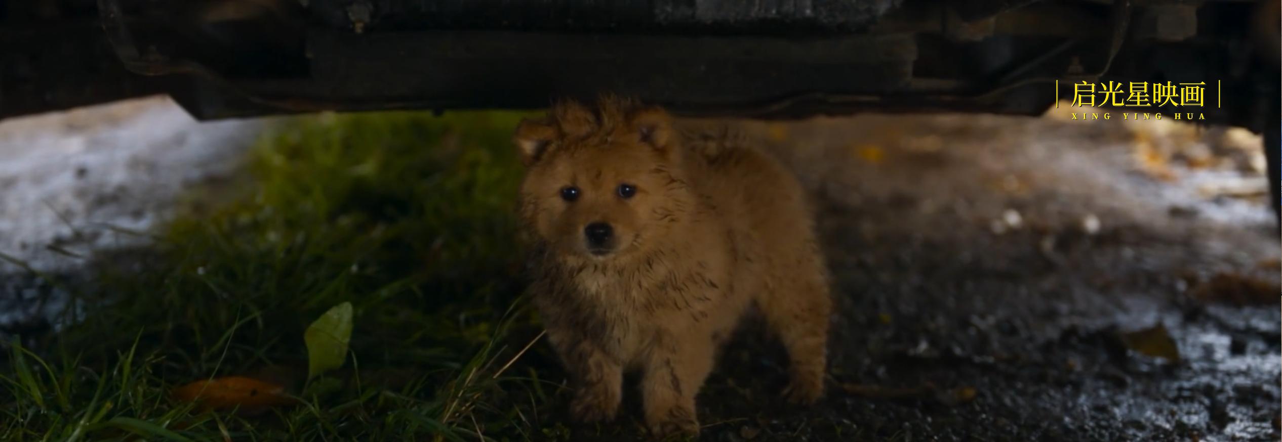 The loyal dog Hachiko: The life of a left-behind dog! - iMedia