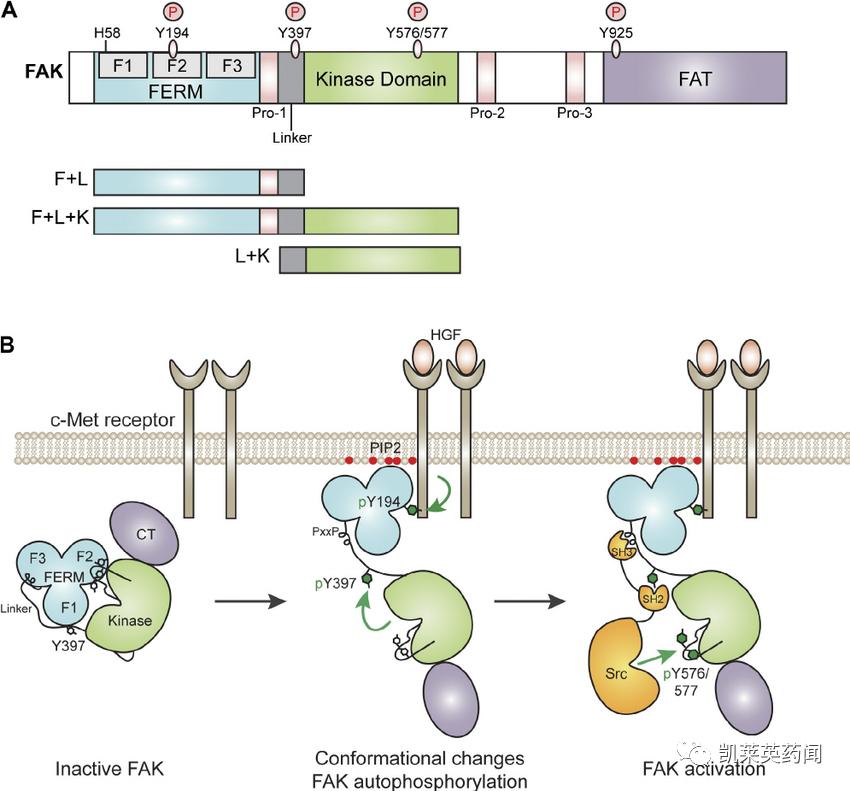 Challenge tumor resistance!The latest research progress of FAK - iNEWS