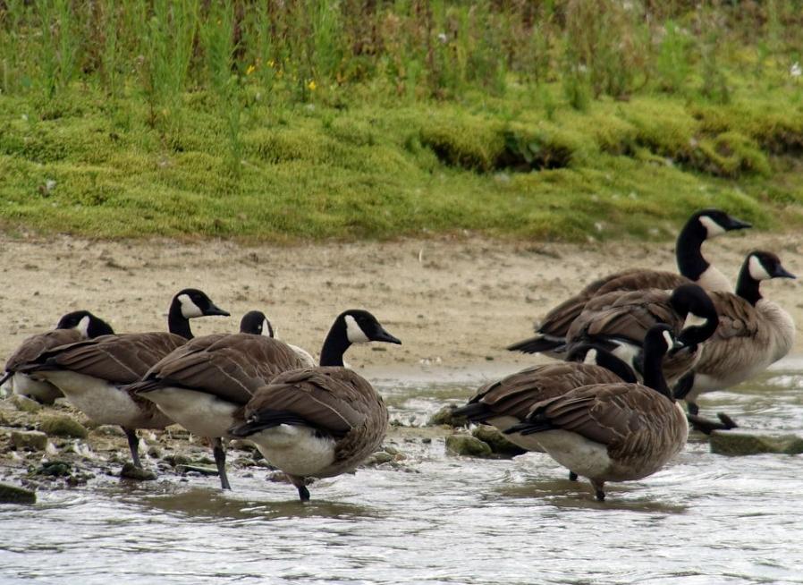 5.69 million Canadian geese are flooding, and locals call for culling ...