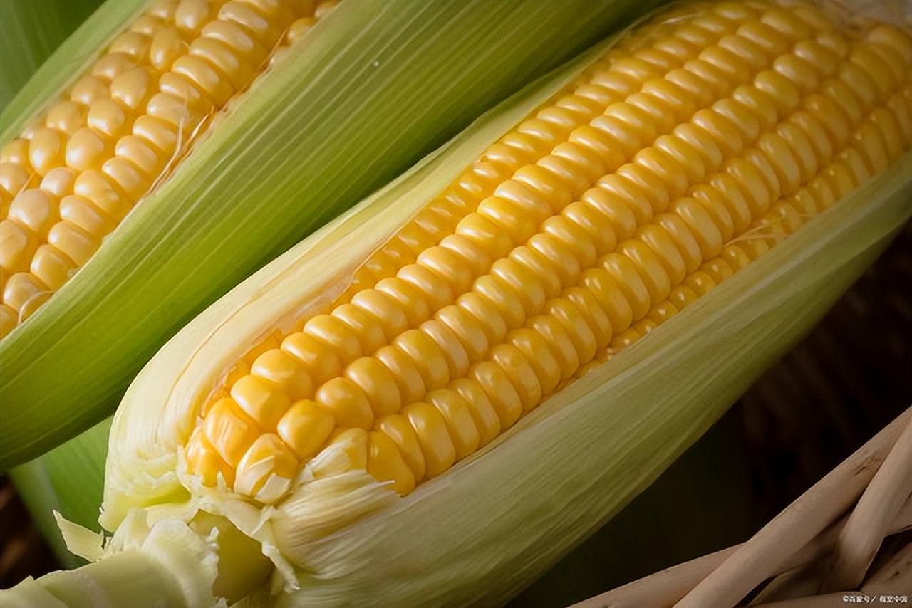 Sweet corn VS waxy corn, not all corn is suitable for you, pick tips ...