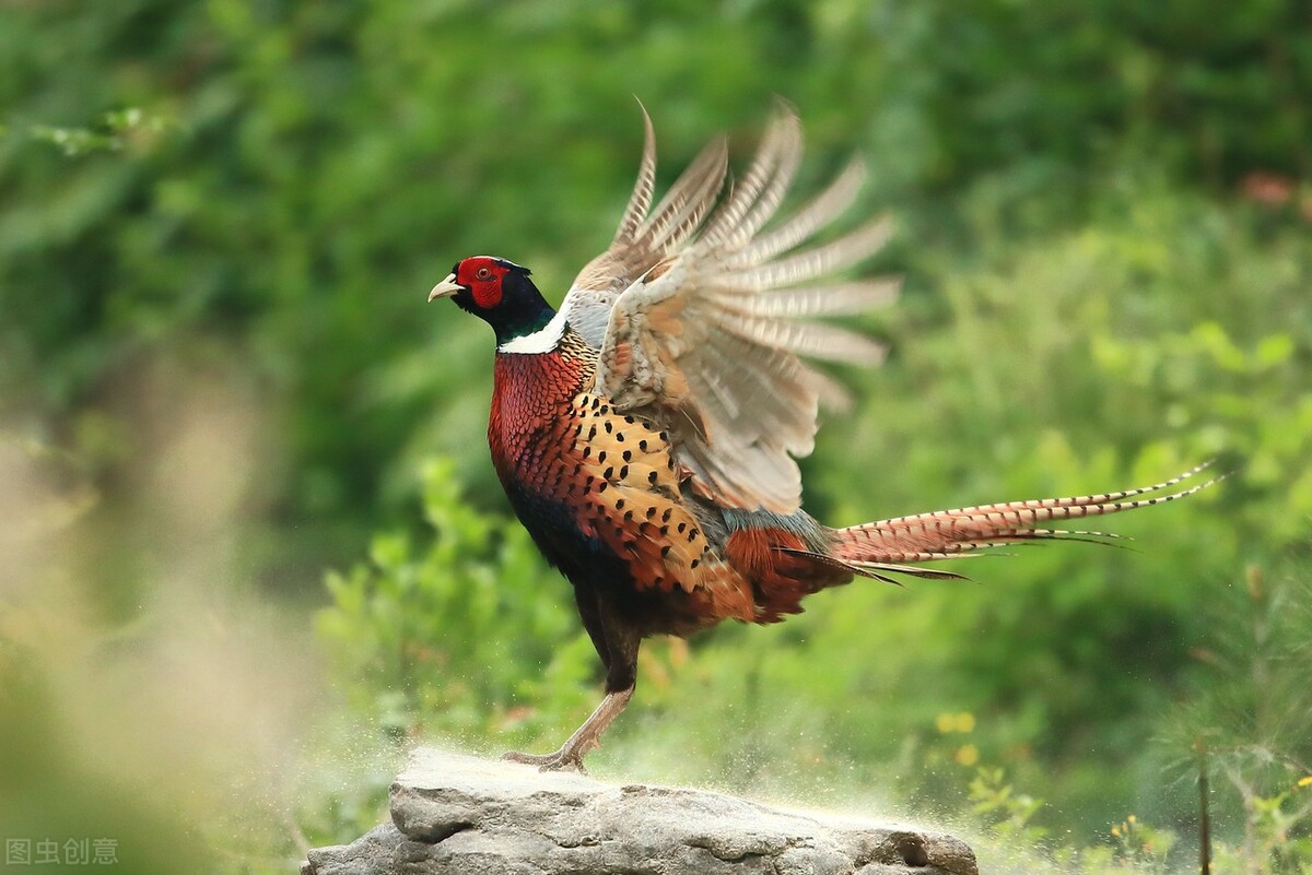 "Bei Feng·Xiong Pheasant" in "Book of Songs" 032: Is it ...