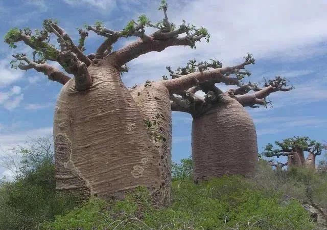Can a tree store 2 tons of water?Water tower in the tree, see what tree ...