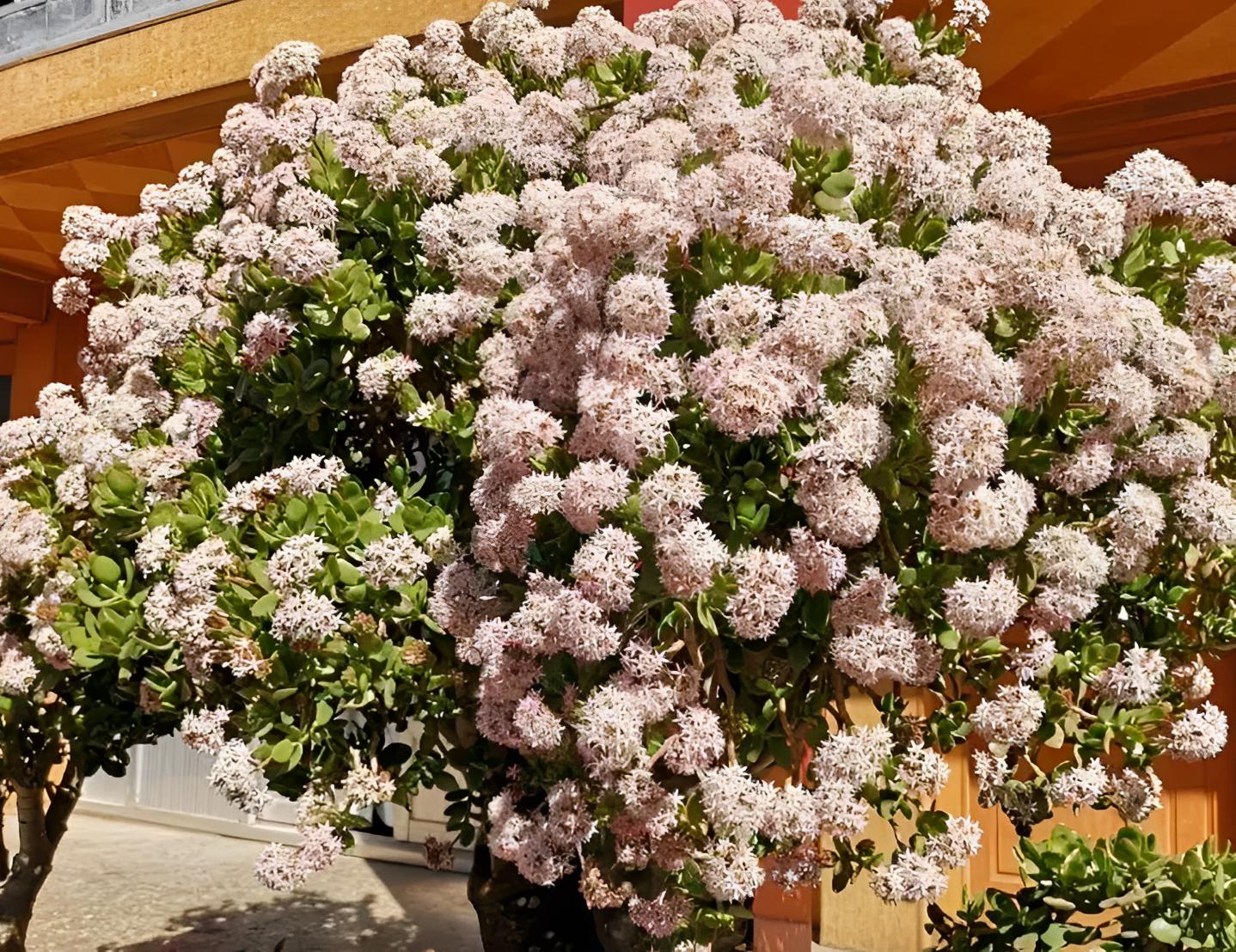 Like Longevity Tree?Listen to the old gardener, raise 4 species, keep ...