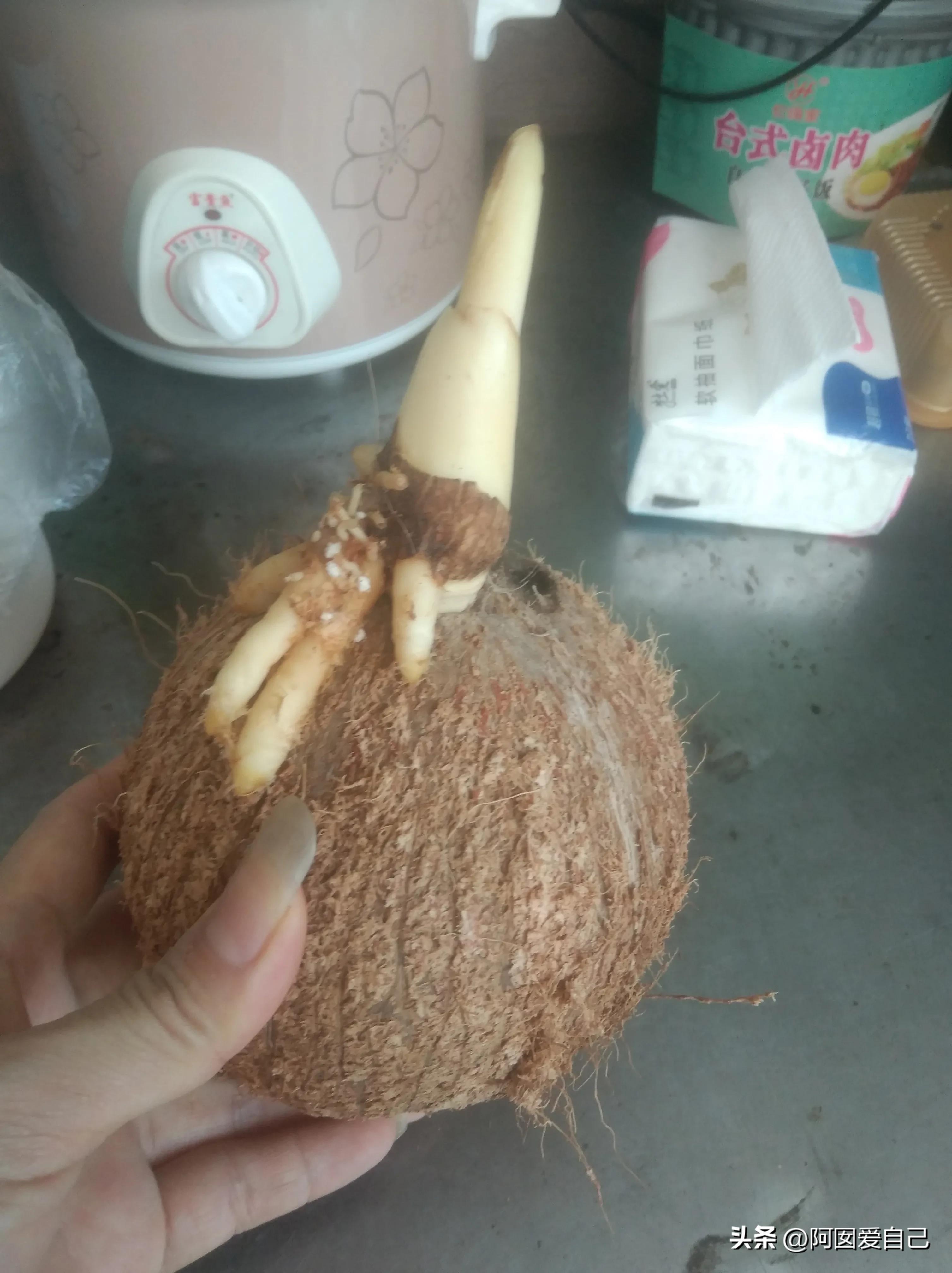 Wow! What a big coconut! - iNEWS