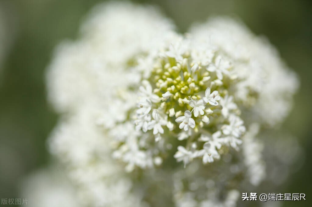 Valerian: A Beautiful and Amazing Plant - iNEWS