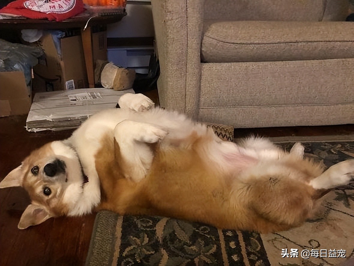 The world's largest corgi, weighing 27KG, is too big - iNEWS