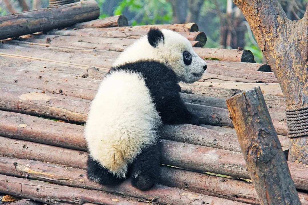 How magical are the giant panda's eyes? Uncover the secrets of their ...