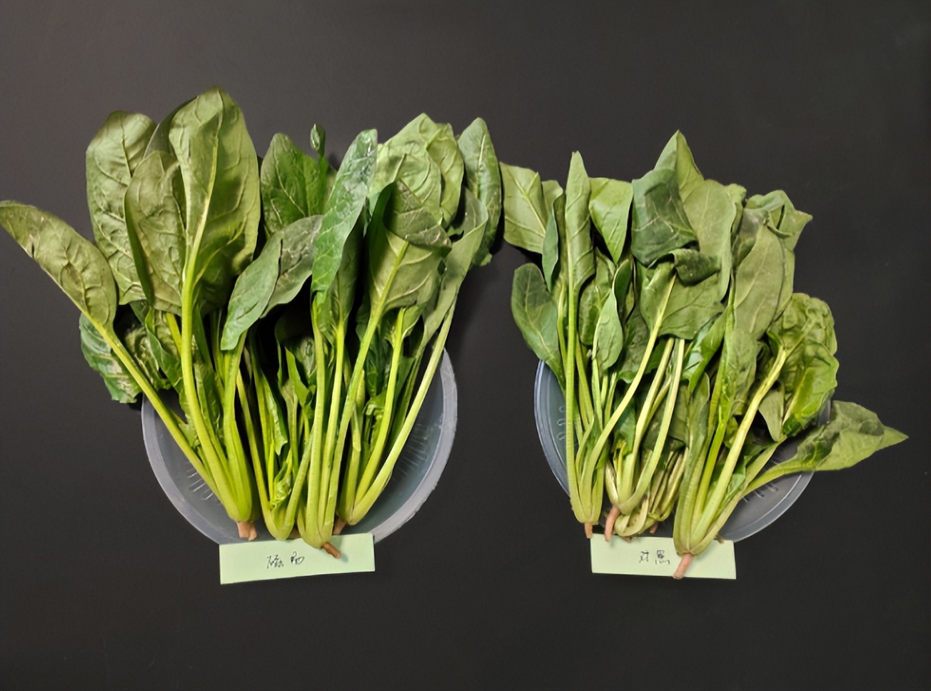 TCL white goods with a history of 25 years bring a new masterpiece: TCL Grid Refrigerator Q10 ...