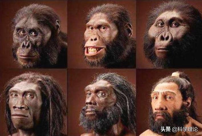 Since humans evolved from apes, why are there still apes in the world ...