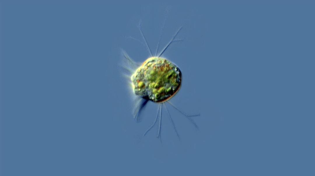 One thing down one thing!Scientists have finally found the "virus ...