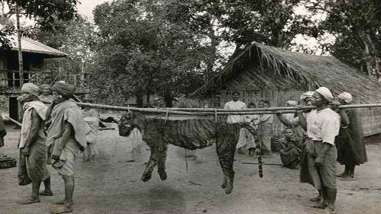 A fierce tiger, fleeing 2 countries and eating a total of 436 people ...