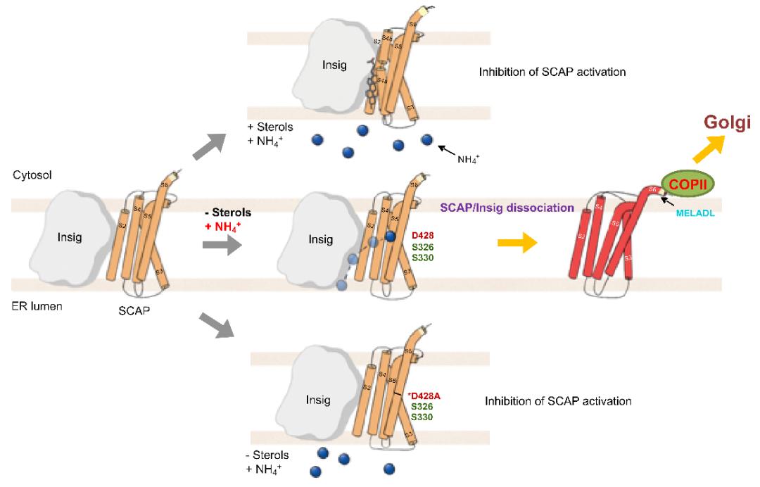 Guo Deliang's team found that ammonia ions are key signaling molecules ...