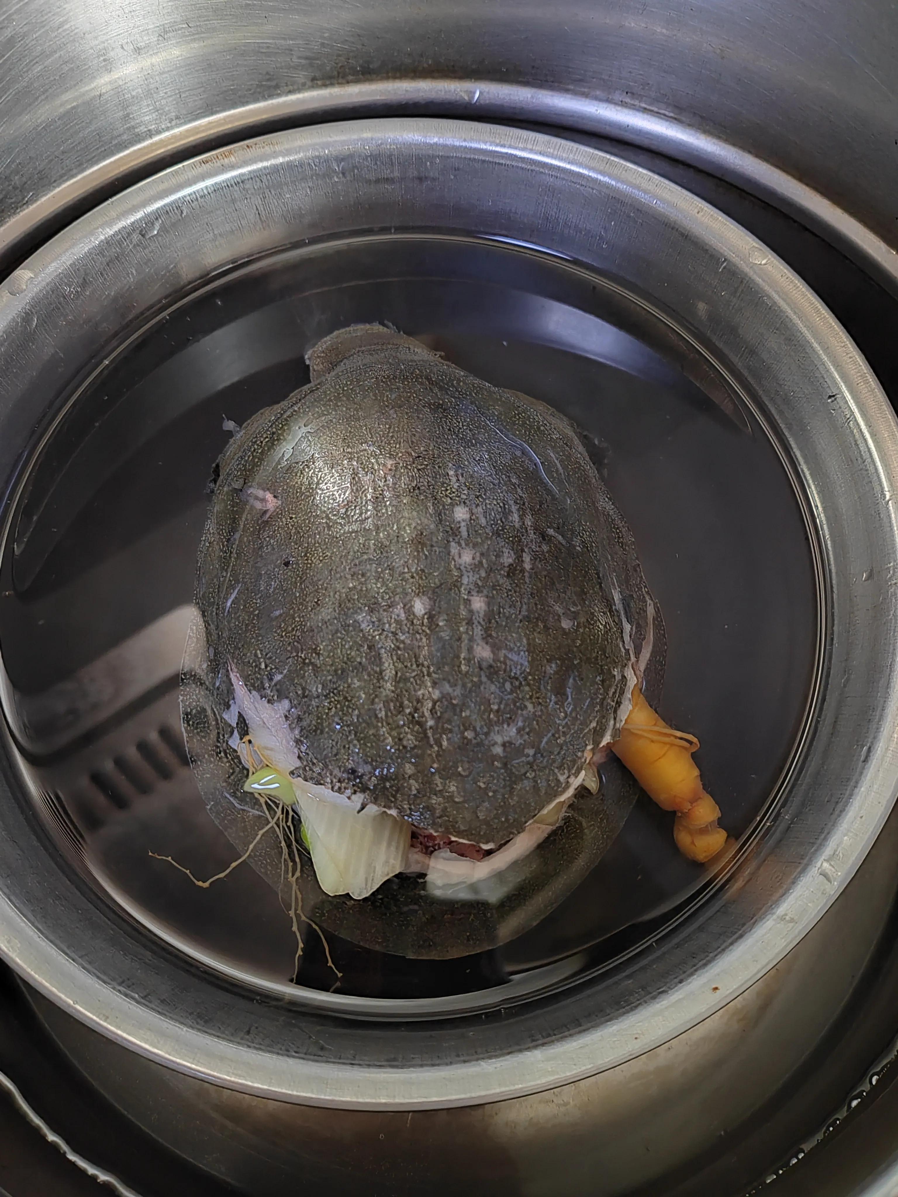 Steamed soft-shelled turtle - iMedia