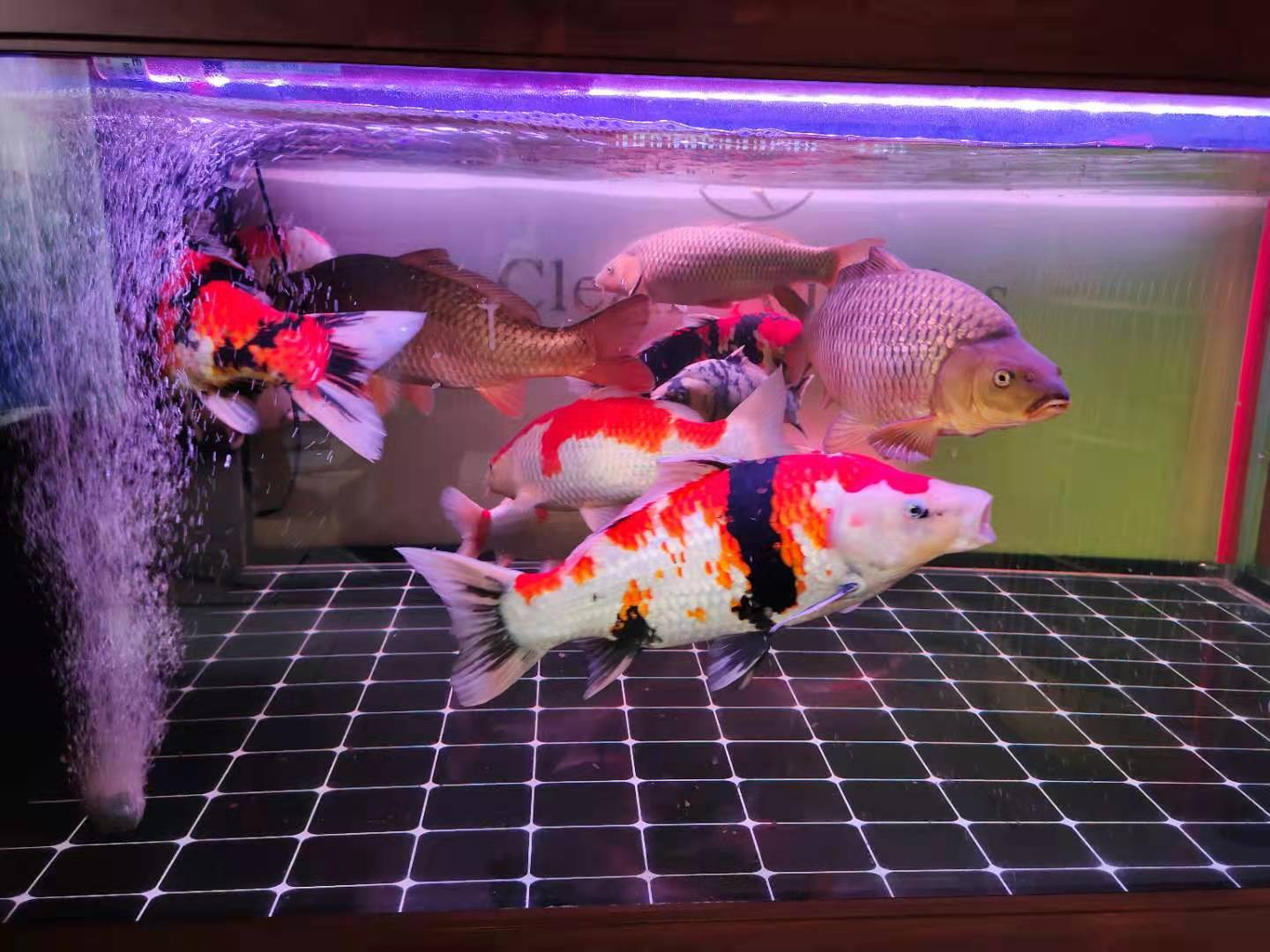 The problem of frequent red blood streaks in ornamental fish, how ...
