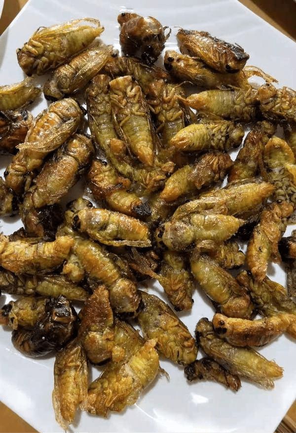 Prose: The joy of catching cicadas - iMedia