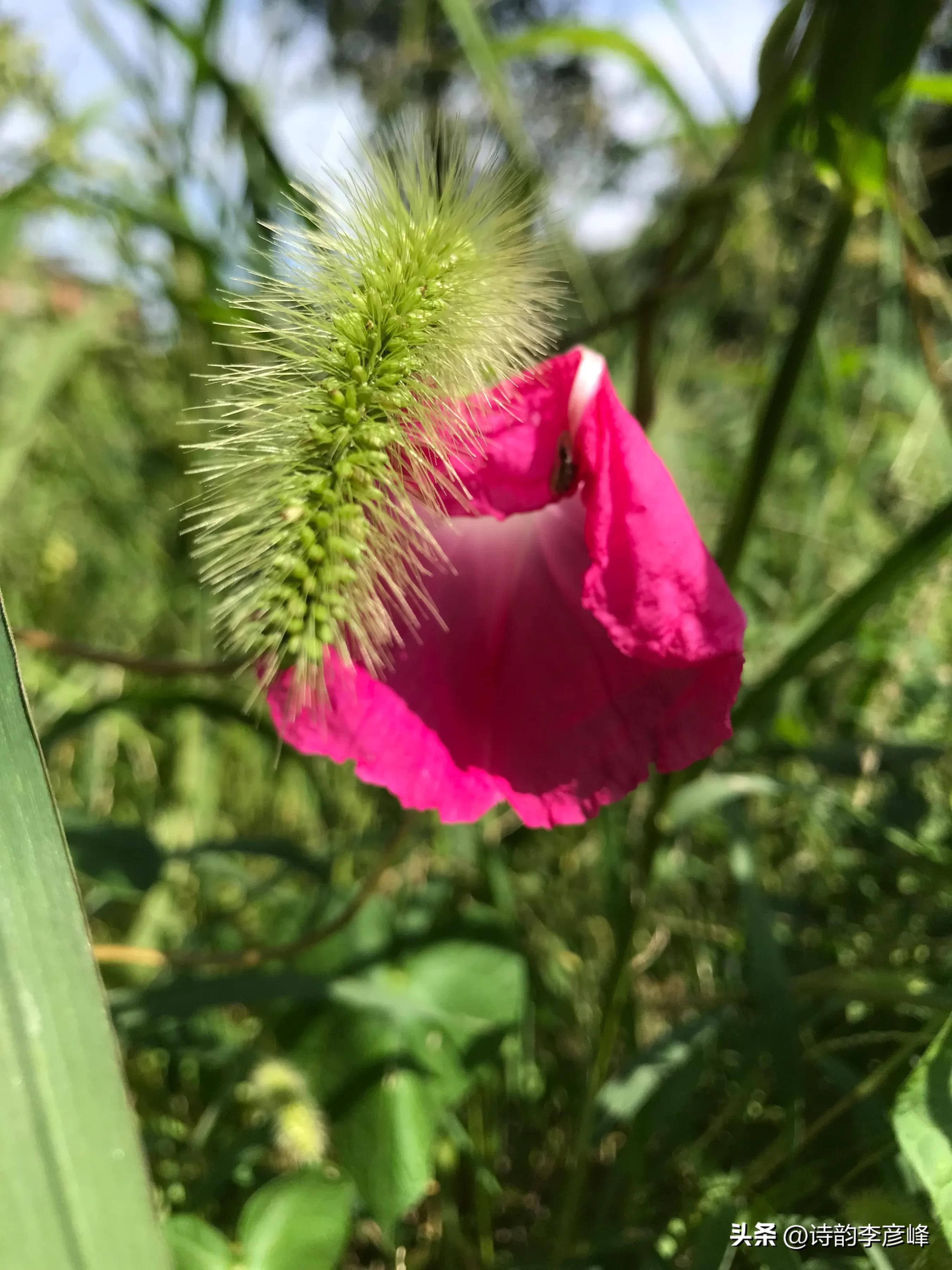 I don't want to write down and sigh the red dust, I only want to be ...