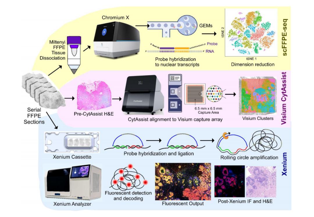 10x Genomics FFPE sample single-cell sequencing + spatial transcriptome ...