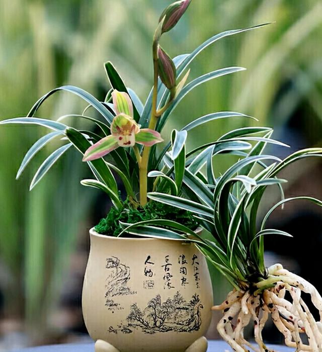 It is the "overlord flower" in the orchid world. It has beautiful ...