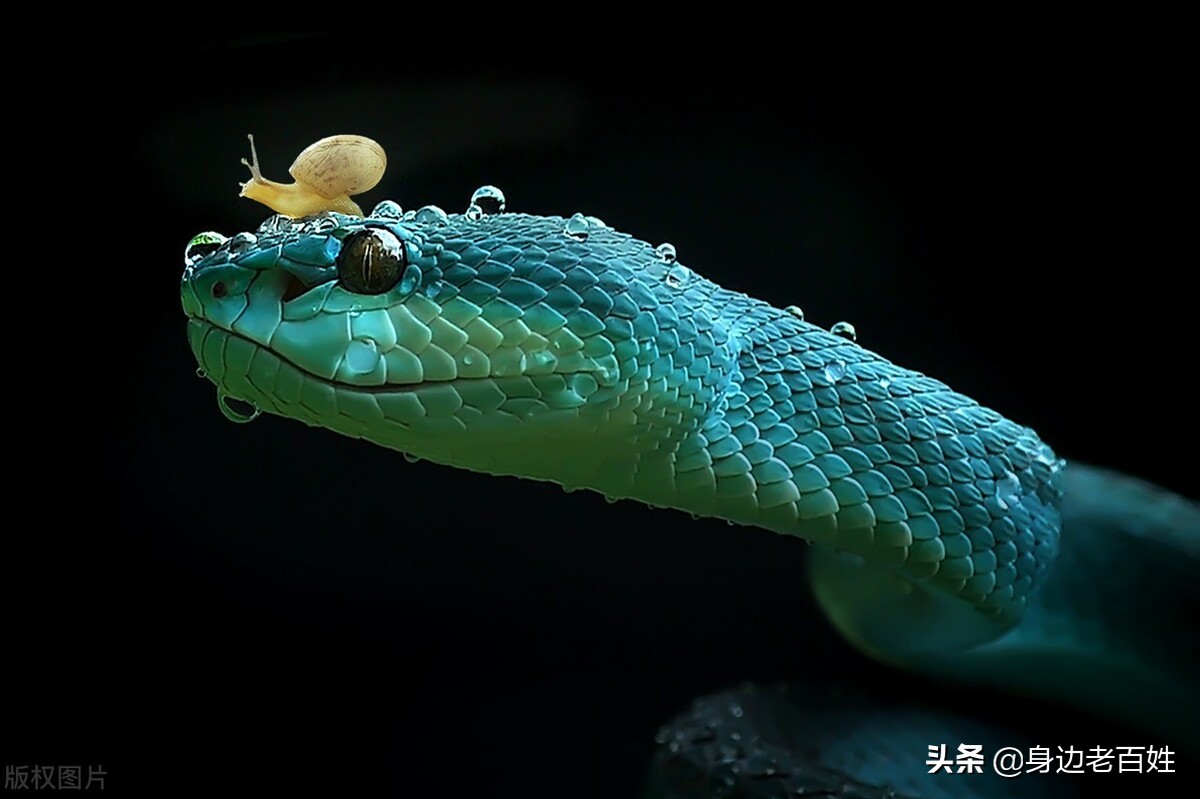 Will snakes remember what humans look like and take revenge on humans ...