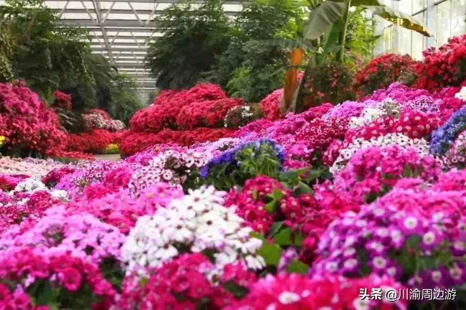 Chengdu has more than 3,000 acres of "flower sea", the first choice for ...