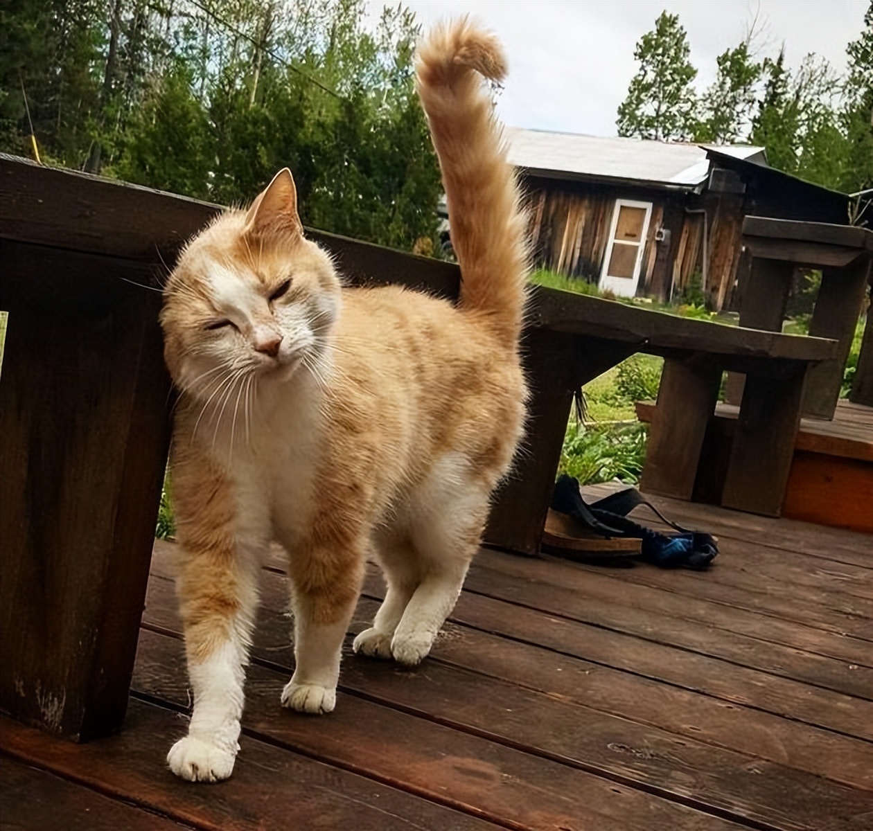 Master, don't ignore it!These behaviors of cats are suffering "pain ...