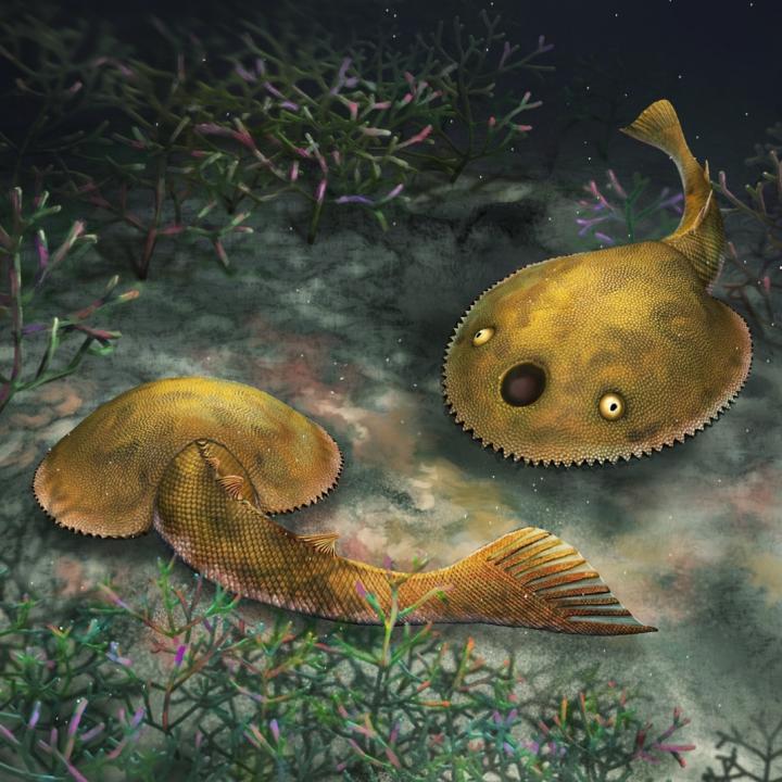 The nine-tailed fox turtle has been discovered! Why did this fish swim ...