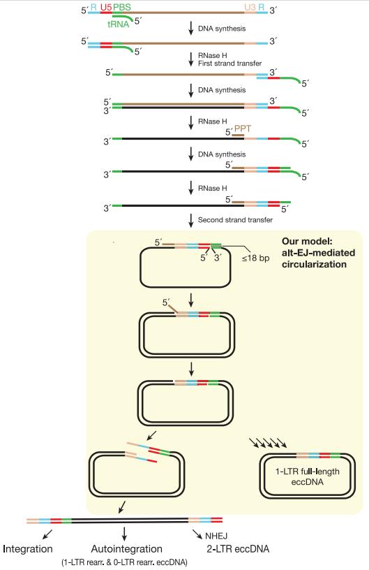 Research reveals how retrotransposons and endogenous retroviruses ...