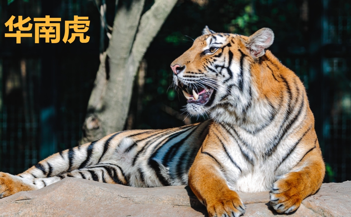 20 years ago, China sent two South China tigers to South Africa for ...