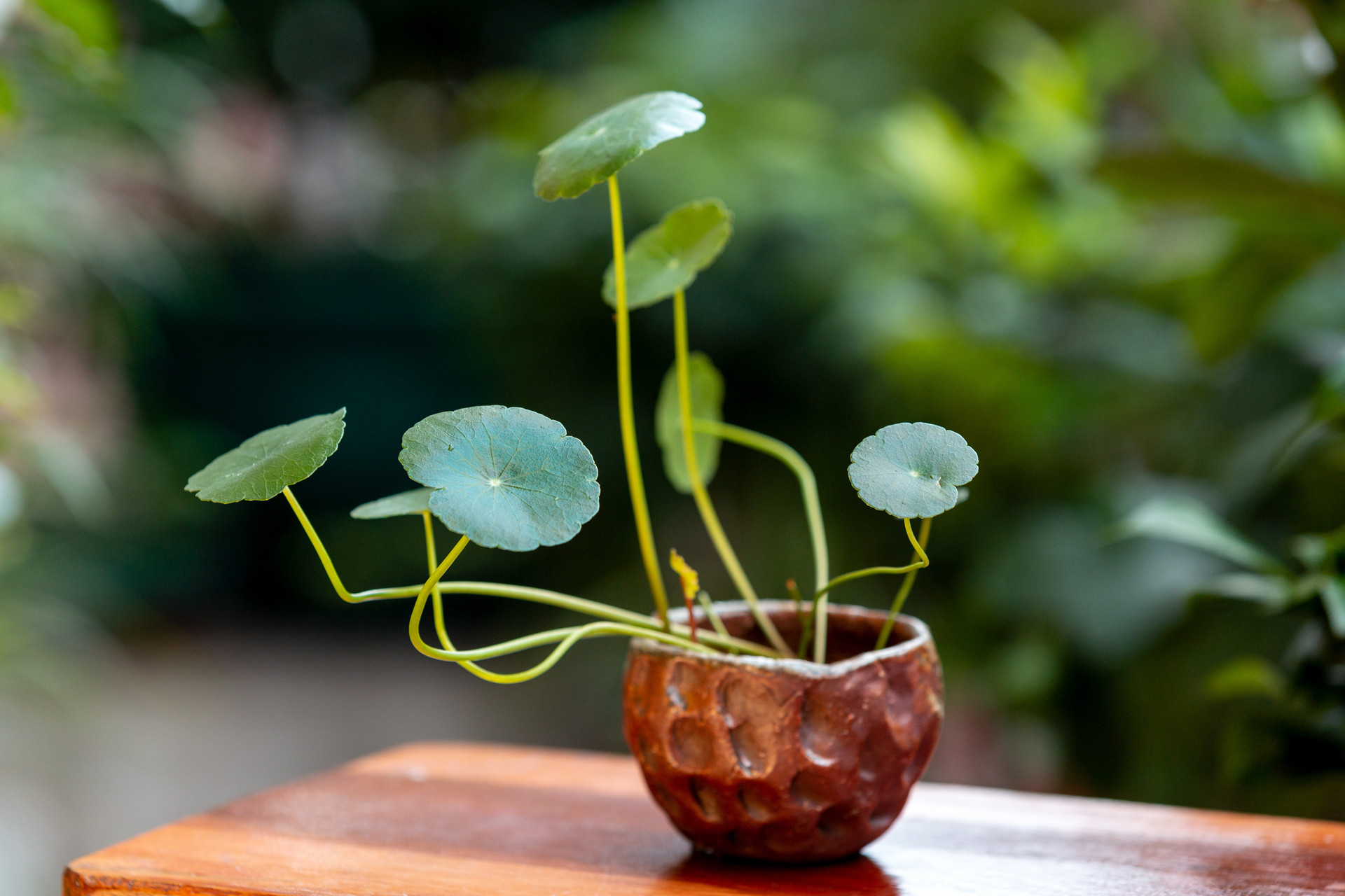 Copper money grass means "rich resources", learn 3-step maintenance ...