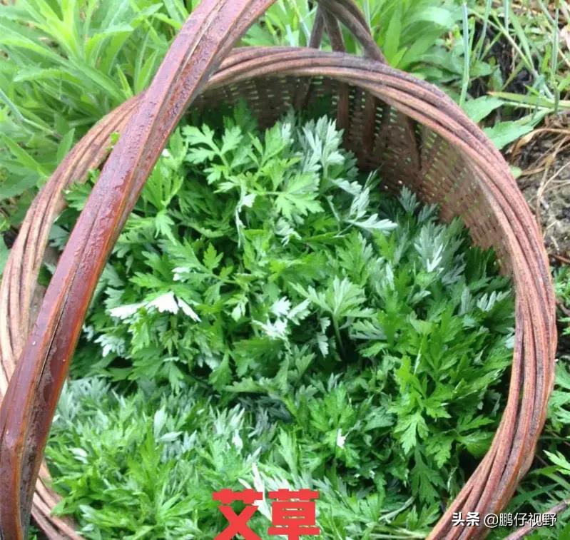 To make "Mogwort Ciba and Qingtuan" in March, it is necessary to ...