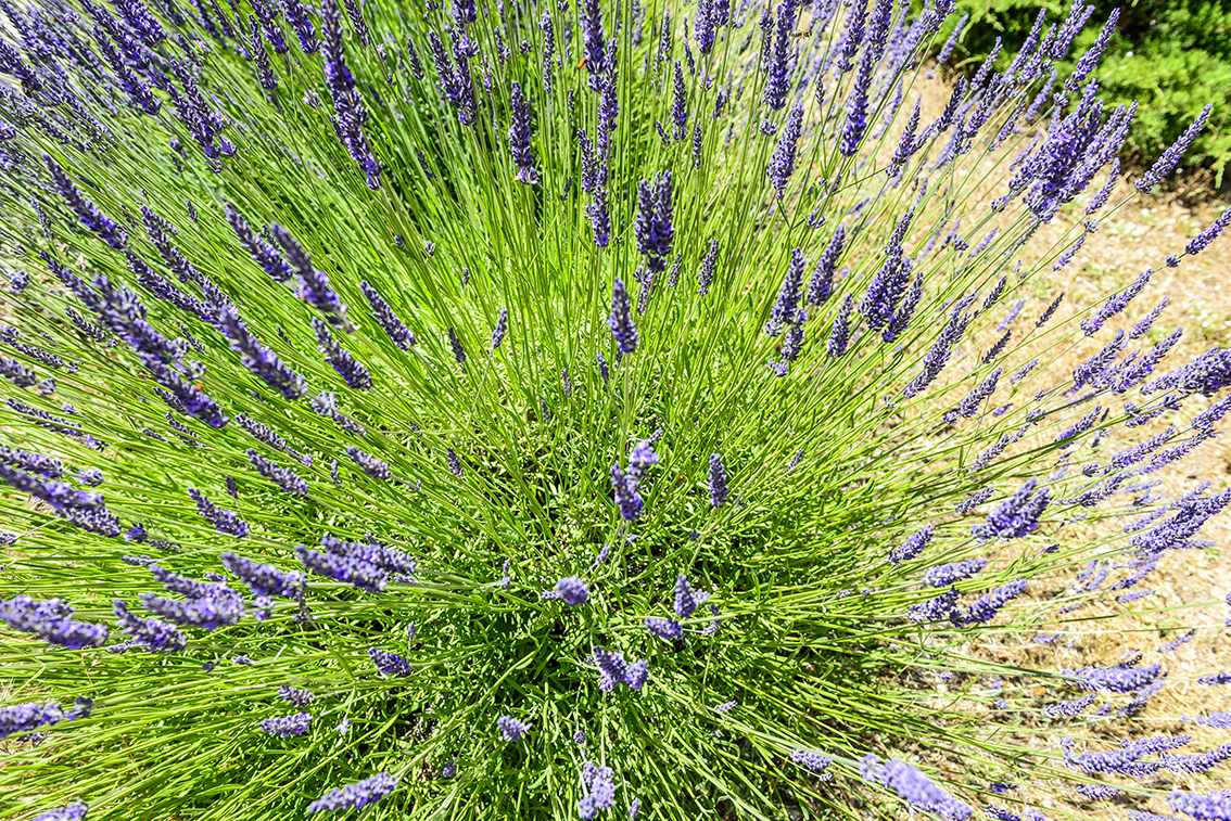 Travels in France (8) Gordes - the most beautiful town in Provence ...
