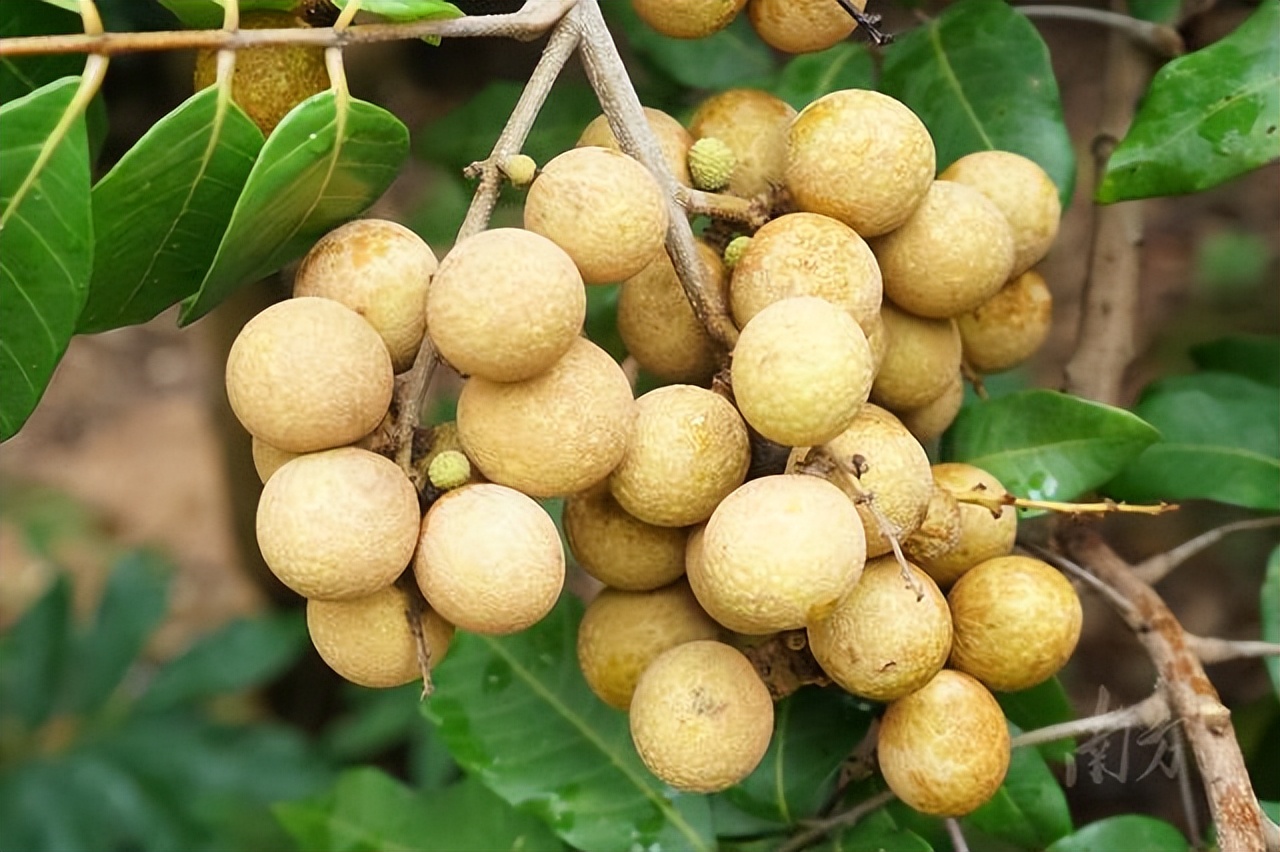 Crisp honey fruit born, a masterpiece of longan and lychee - iNEWS
