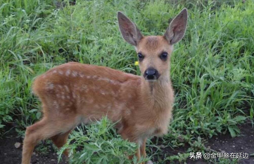 From the perspective of me, a northeastern, talk about the "silly roe ...