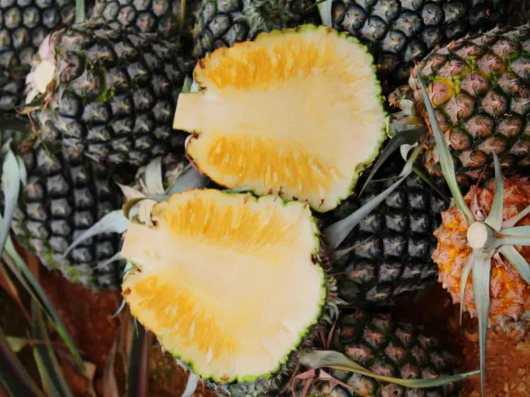 Queen Pineapple - iNEWS