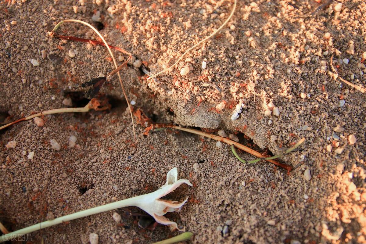 How toxic are fire ants? It's so big that you can't imagine it at all ...