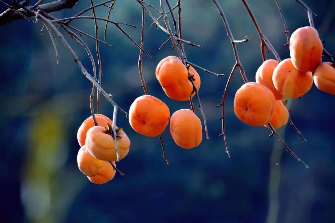 In the autumn of Beilin, you should have a good "persimmon" - iNEWS