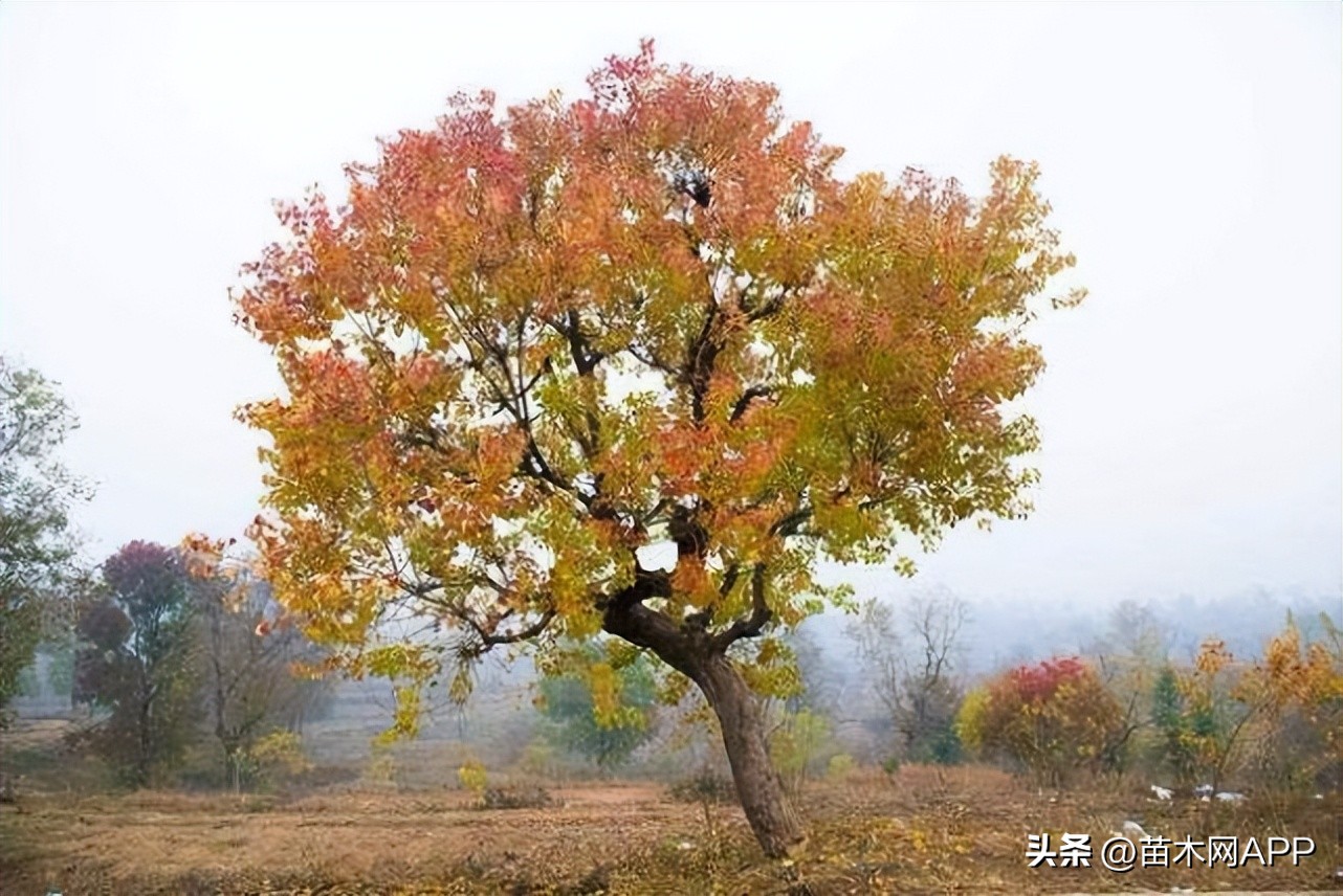 Seedling species introduction - Chinese tallow tree - iNEWS