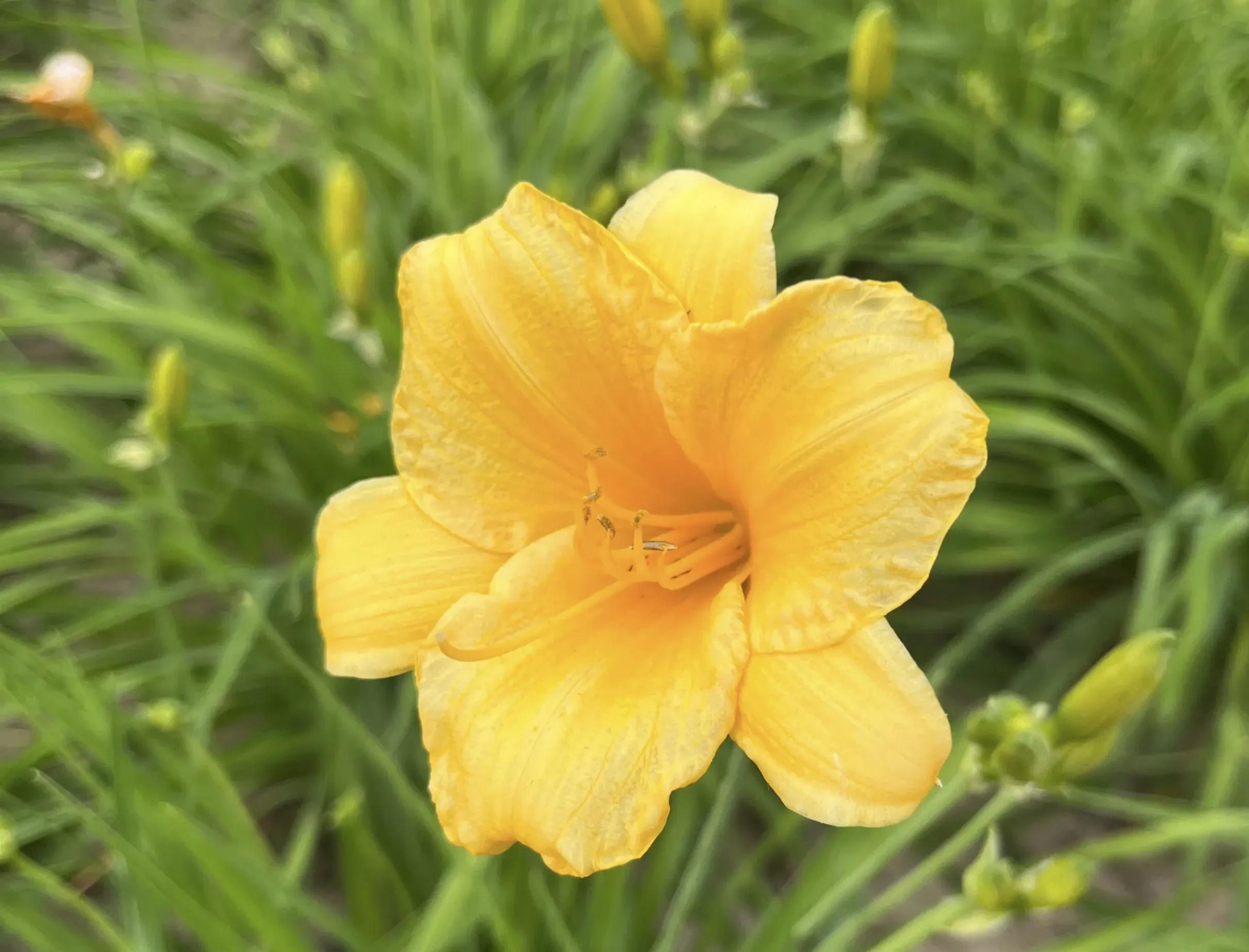 Fourteen Long Poems of Famous Prostitutes in the Past Dynasties: Xu ...