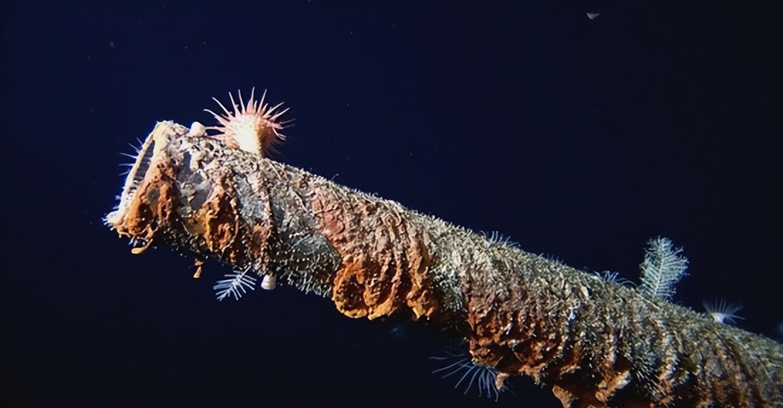 On the cold seabed of the Atlantic Ocean, the German army was proud of ...