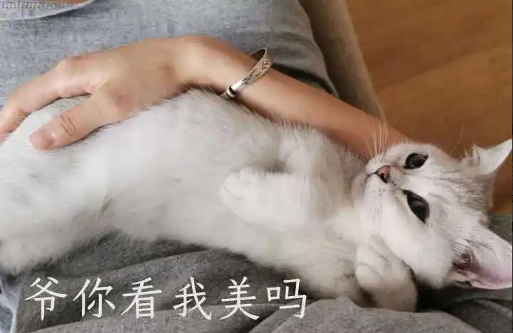 "Tired" of raising silver gradient cats?Understand its shortcomings ...