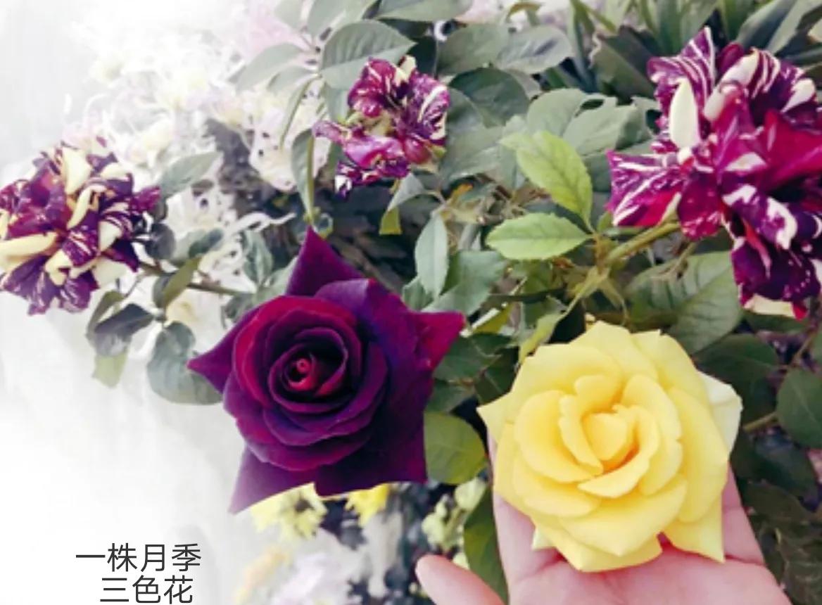 The Queen of Flowers talks about "love", and the colorfulness accounts ...