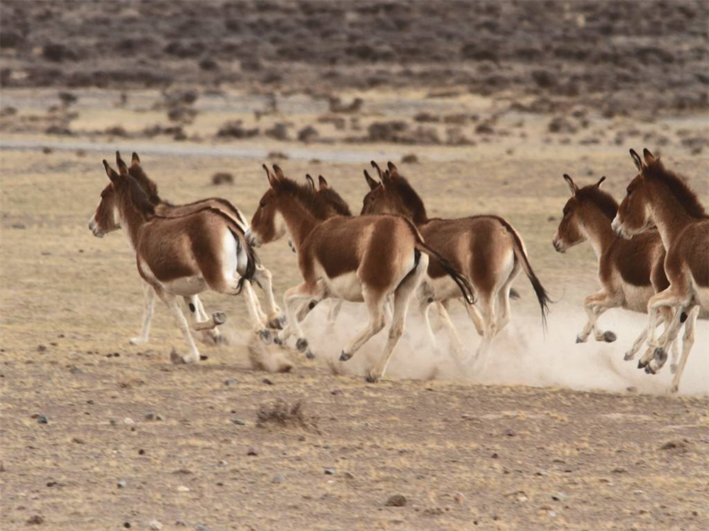 Tibetan wild donkey appears in no-man's land and is chased by wolf - iNEWS
