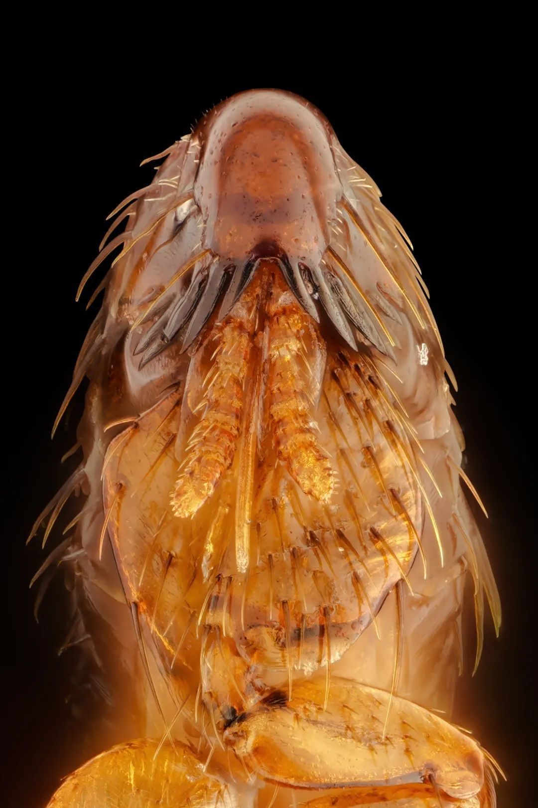 The real face of fleas - iMedia