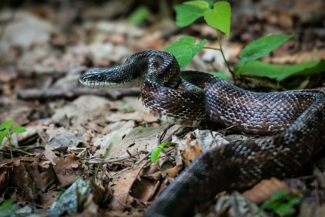 "Once bitten by a snake, ten years afraid of well ropes" How powerful ...