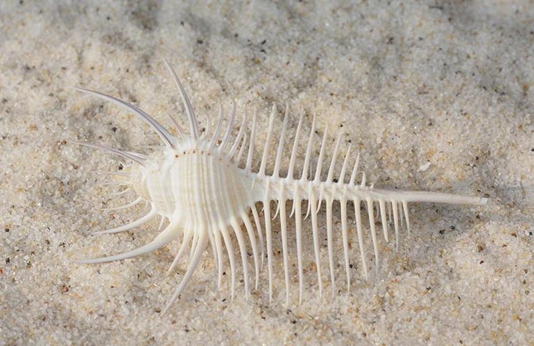 Comb Historical Exploration: Interpreting the Story Behind a Small Life ...